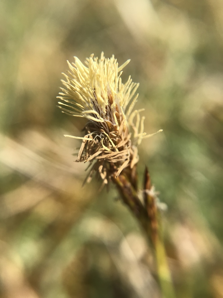 spring sedge from Weeting Heath National Nature Reserve, Thetford ...