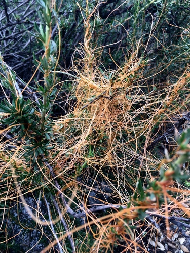 Observations by missywiener · iNaturalist