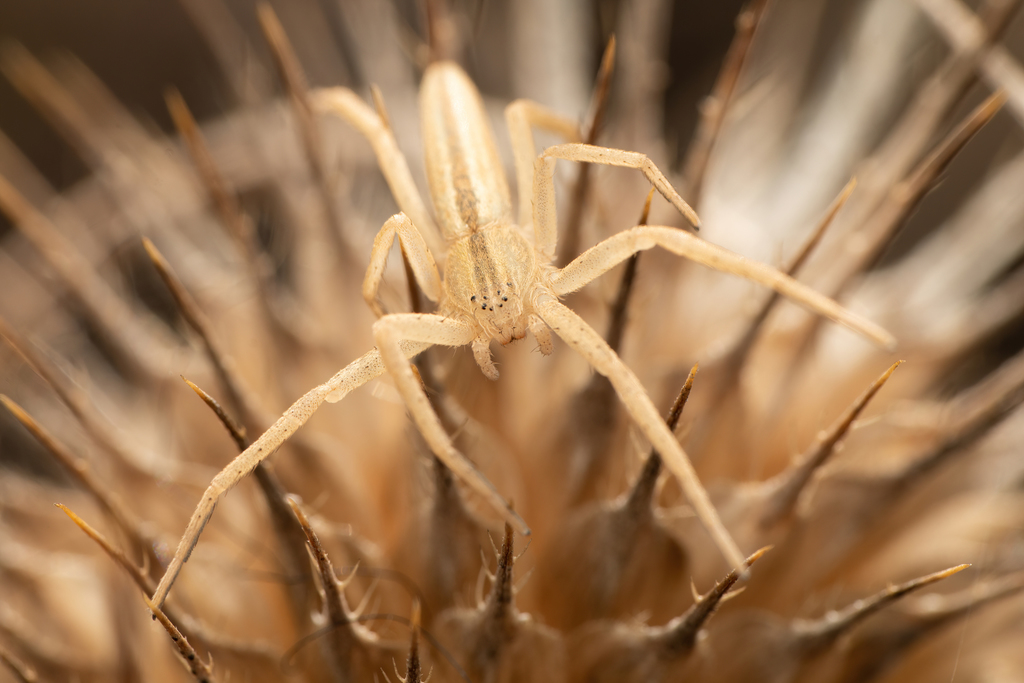Slender Crab Spiders from København SV, 2450 København, Danmark on ...