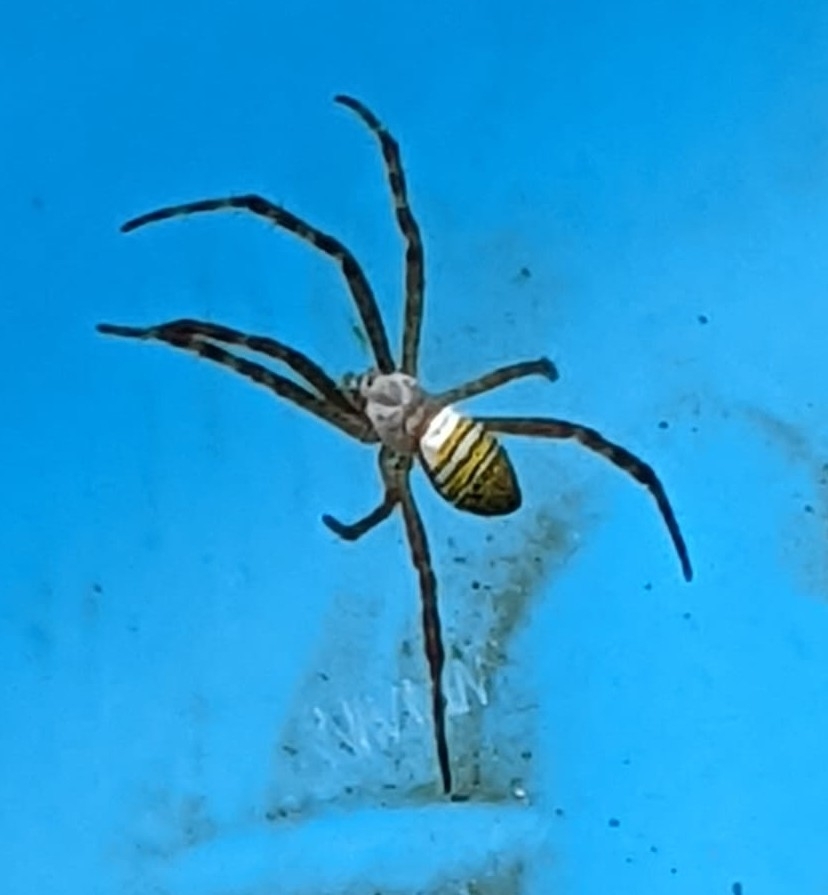 Oval Saint Andrew's Cross Spider from 966 Kuwae, Chatan, Nakagami ...