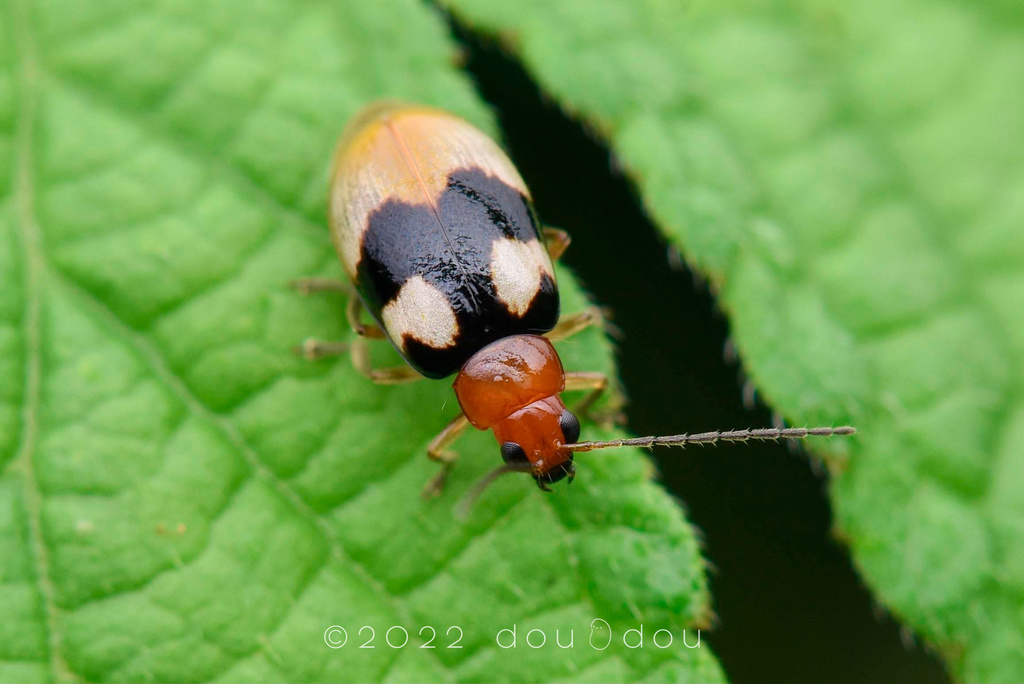 Monolepta signata from 中国浙江省丽水市青田县 on August 29, 2021 at 11:35 AM by 豆豆 · iNaturalist