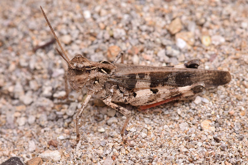 Oedaleus manjius · iNaturalist