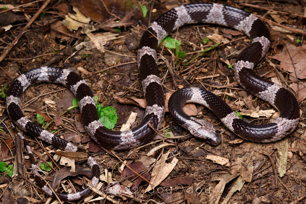 Futsing Wolf Snake from 中国浙江省丽水市青田县 on August 29, 2021 at 11:35 AM by ...