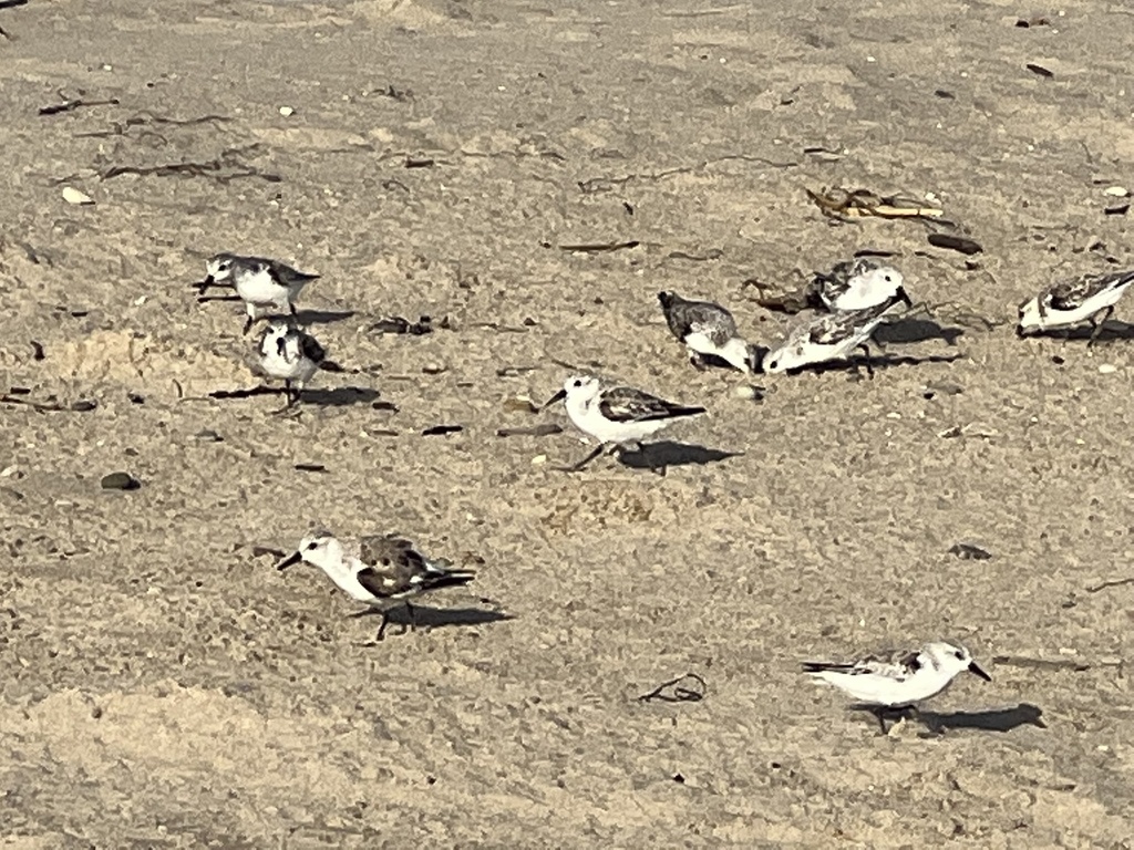 Sanderling from Santa Barbara Channel, Ventura, CA, US on April 16 ...