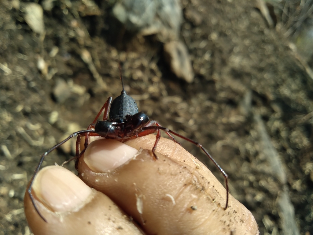 Vinegaroons from Karnataka 562112, India on April 17, 2022 at 10:19 AM ...