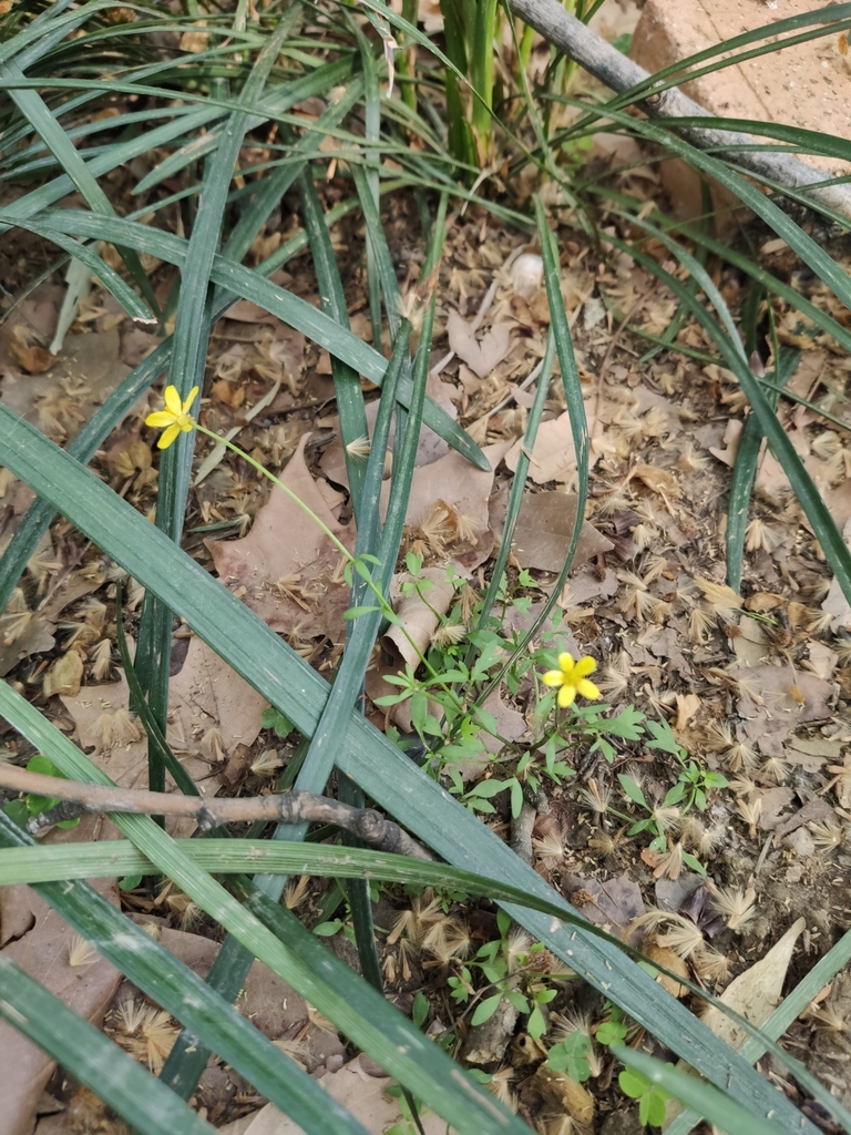 Ranunculus ternatus from Hefei, CN-AH, CN on April 10, 2022 by sherwin ...