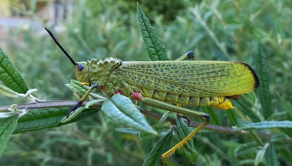 Green Milkweed Locust from Rangeview, Krugersdorp, 1739, South Africa ...