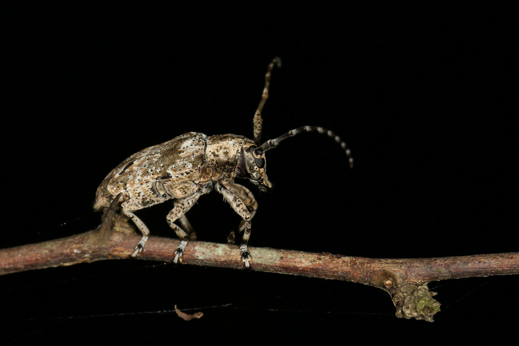 Coptops aedificator from M'phingwe Lodge and surroundings on March 11 ...