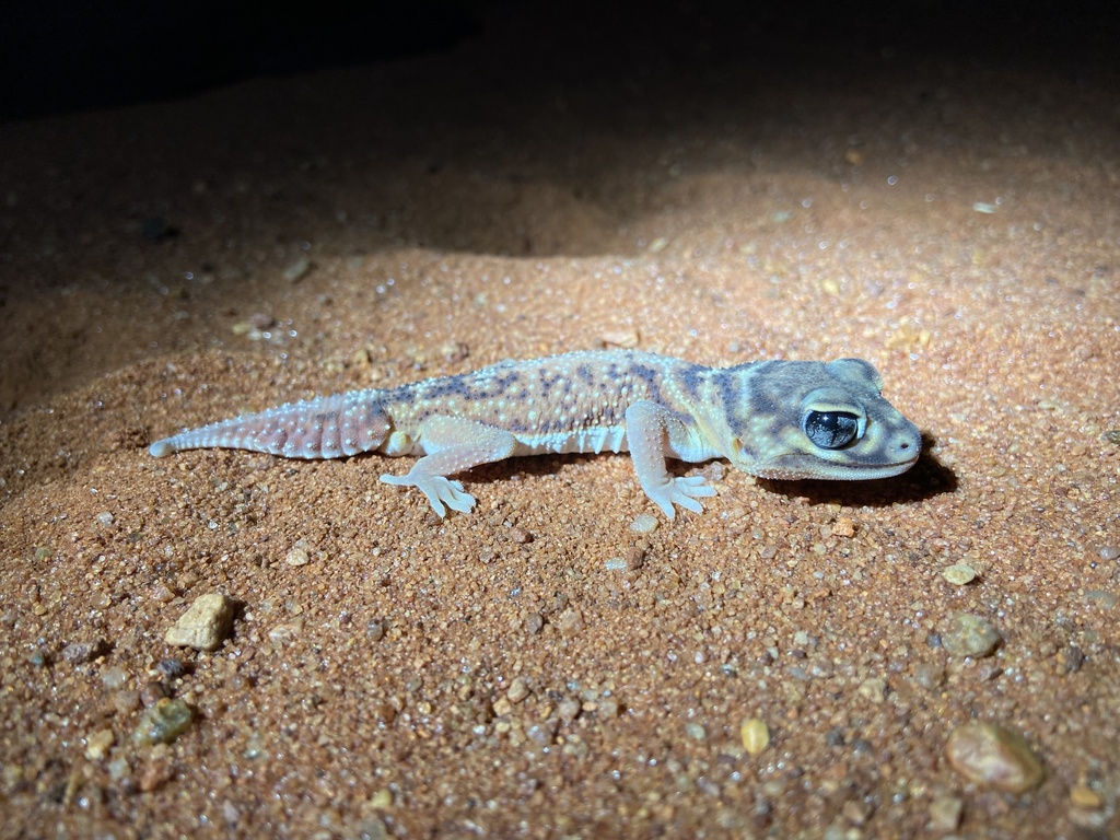 Pilbara Smooth Knob-tailed Gecko in April 2022 by Bruce Edley · iNaturalist