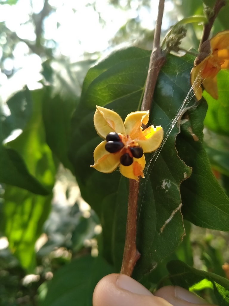 Turraea pubescens from Rewan QLD 4702, Australia on April 14, 2022 at ...