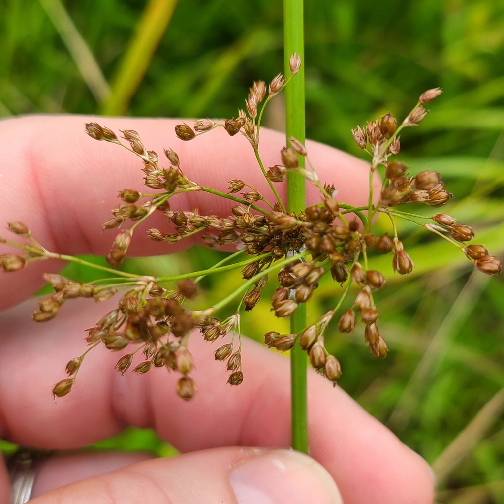 Soft Rush from Austell, GA 30106, USA on June 03, 2021 at 09:23 AM by ...