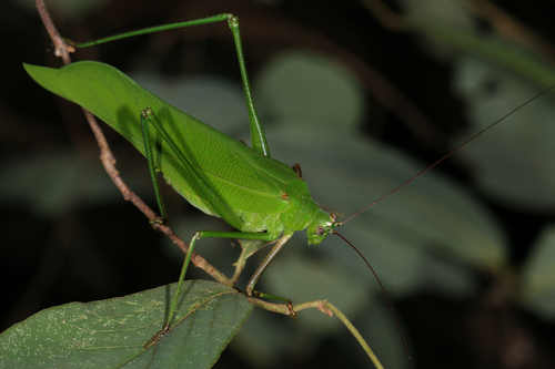 Debrona cervina · iNaturalist