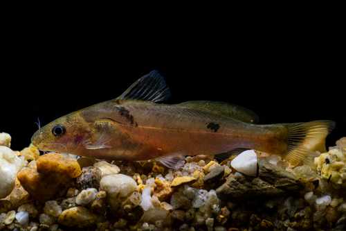 Batasio fluviatilis · iNaturalist