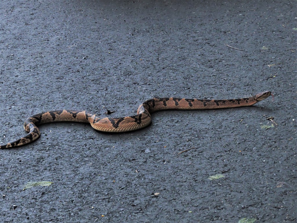 South American Bushmaster in November 2016 by Zak · iNaturalist