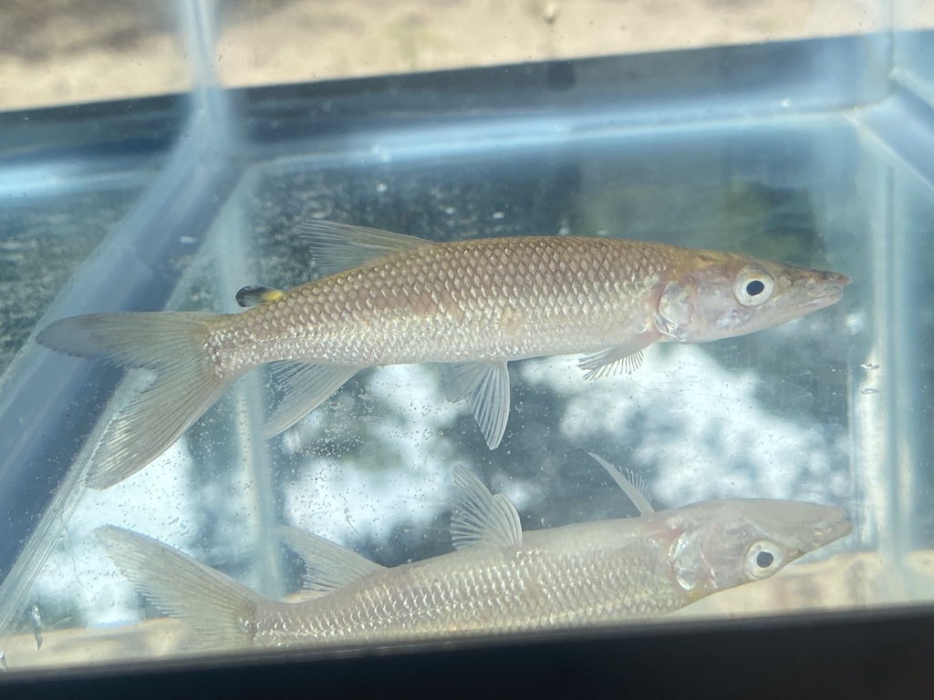 Lined African Pike from Réserve de Lopé-Okanda, Ogooué-Ivindo, GA on ...