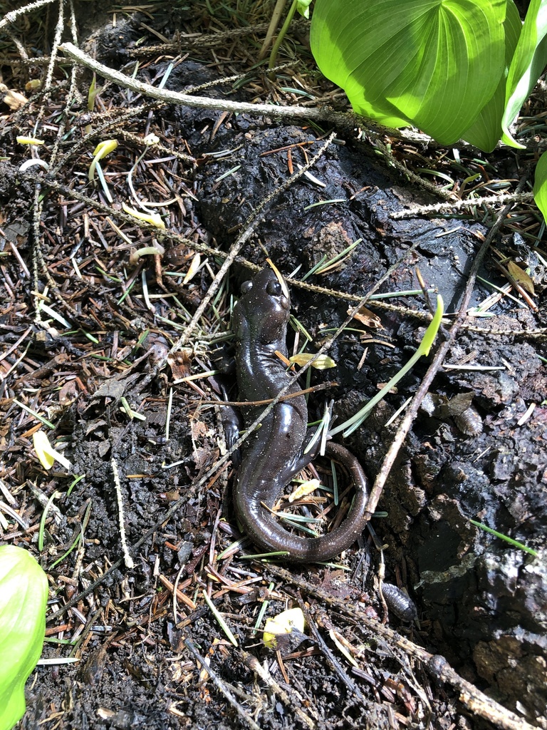 Northwestern Salamander from Raven Dr, Squamish, BC, CA on April 17 ...