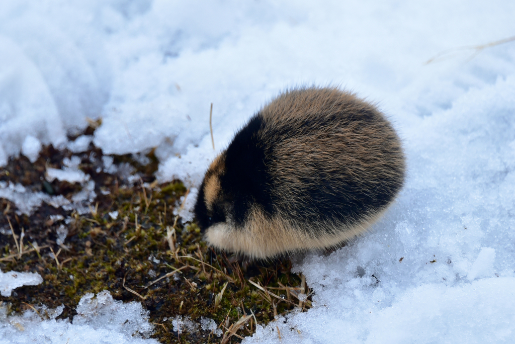 Norway Lemming from Pohjois-Lappi, Suomi on April 11, 2022 at 03:02 PM ...