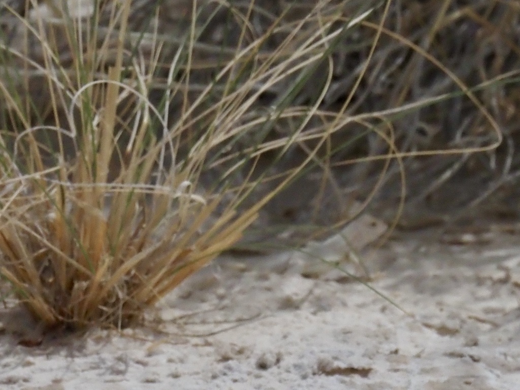 Bleached Earless Lizard from Otero County, NM, USA on April 15, 2022 at ...