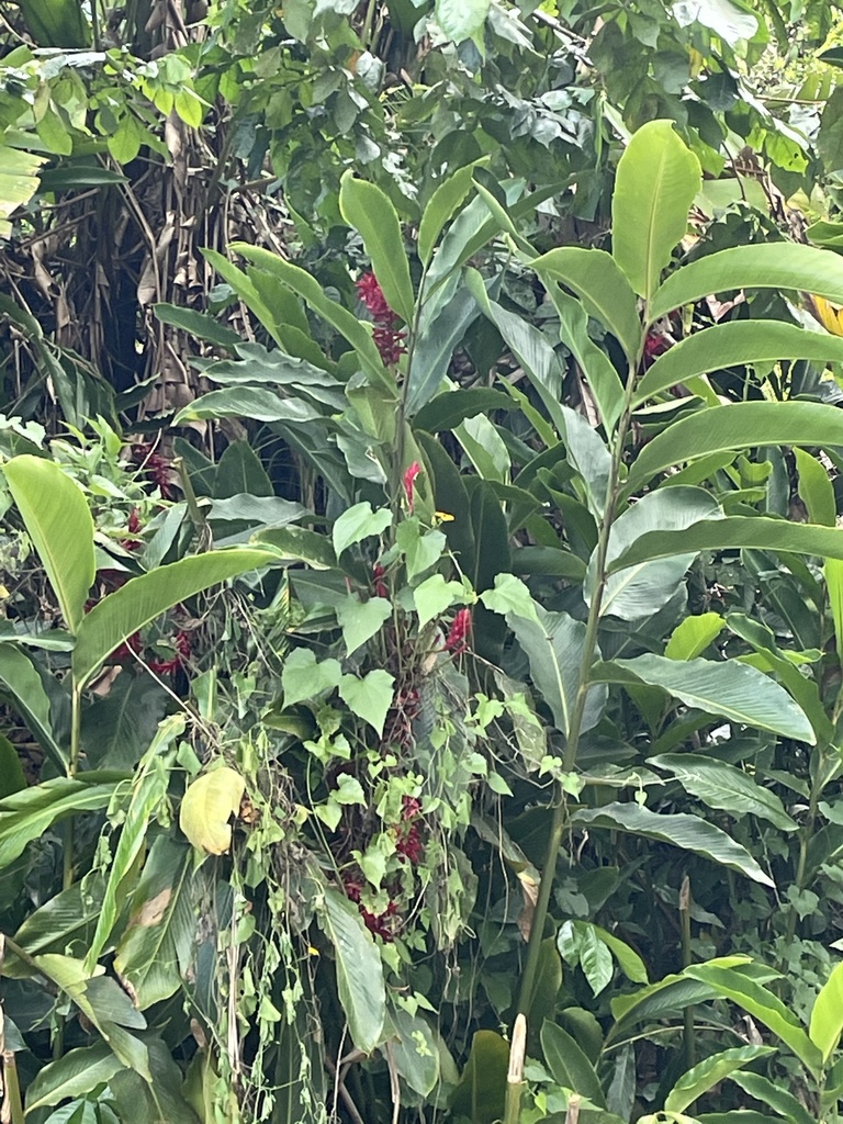 Red Ginger from Puerto Rico, Utuado, Puerto Rico, US on April 15, 2022 ...