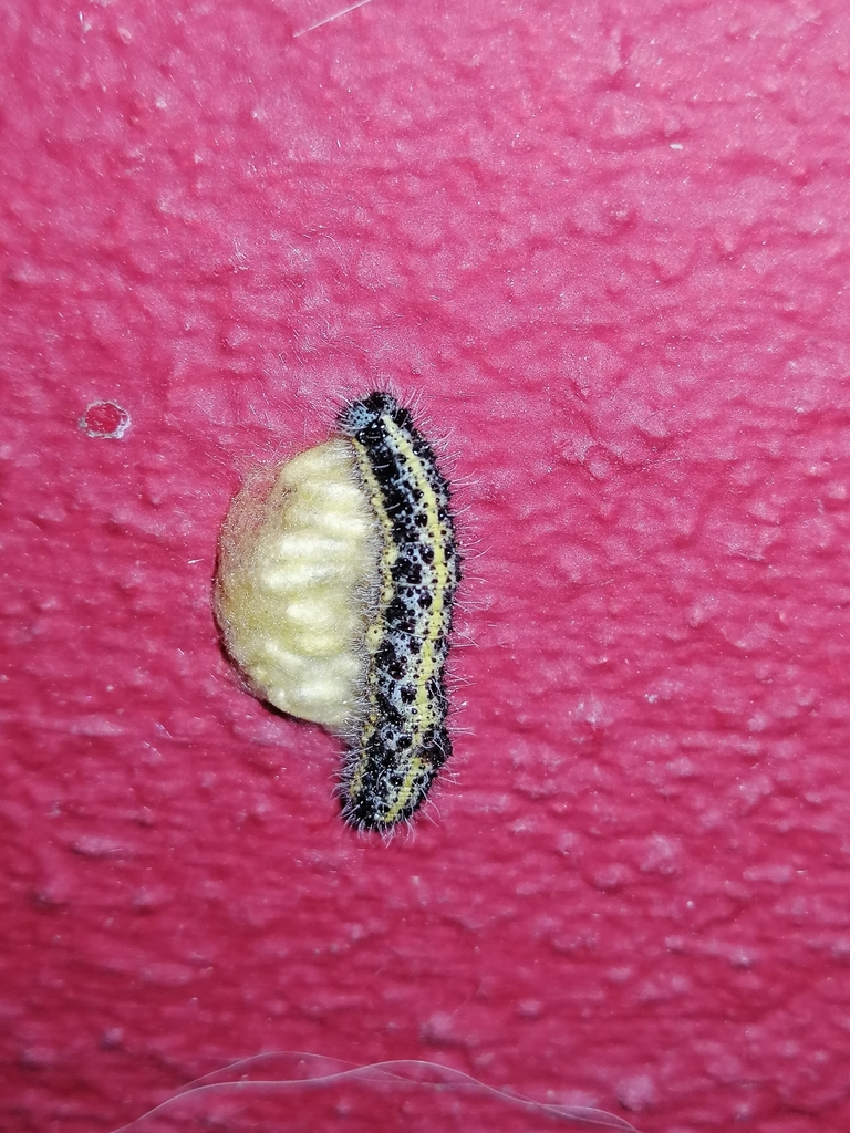 Cabbage White Parasitoid Wasp from 2230-102, Portugal on April 17, 2022 ...