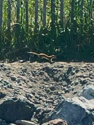 Long-tailed Weasel from Everett, WA, USA on April 17, 2022 by Kendall ...