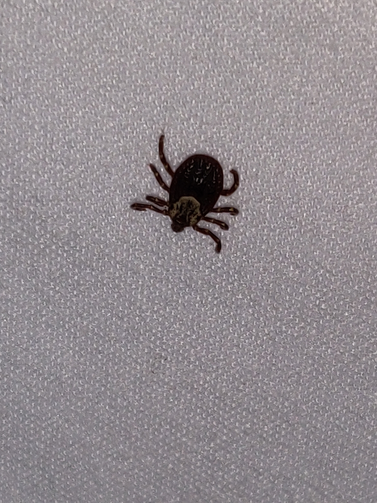 American Dog Tick from The Colony, TX 75056, USA on April 16, 2022 at ...
