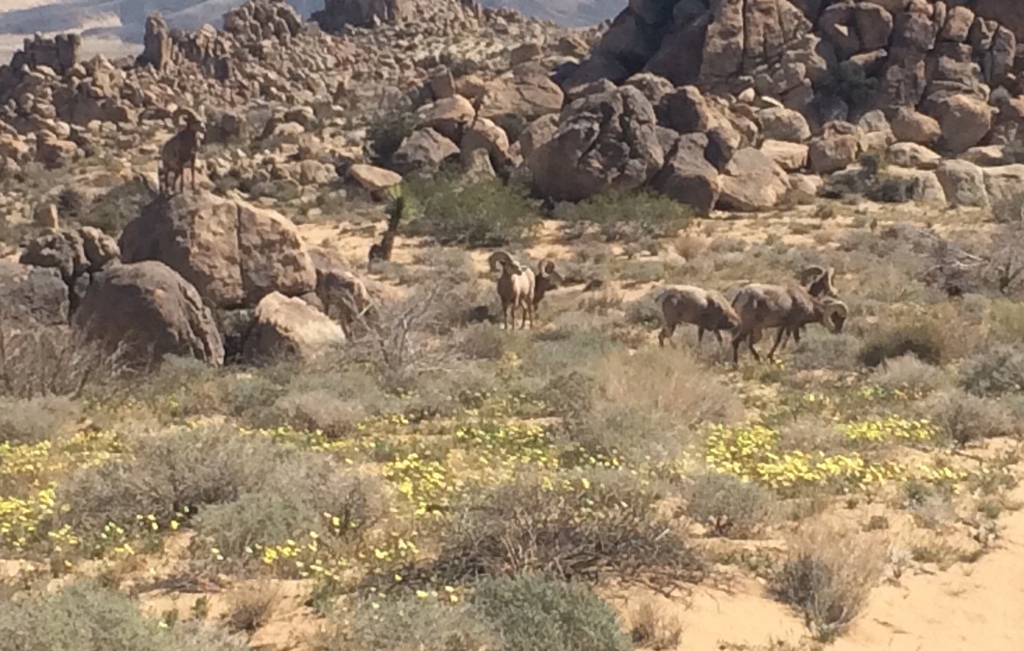 Bighorn Sheep from San Bernardino County, US-CA, US on March 28, 2015 ...