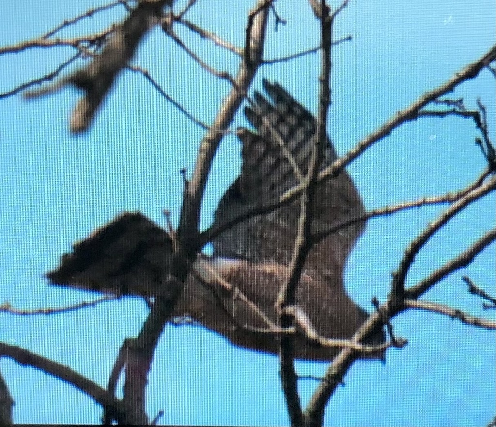 Sharp-shinned Hawk from Spring Bluff Forest Preserve, Winthrop Harbor ...