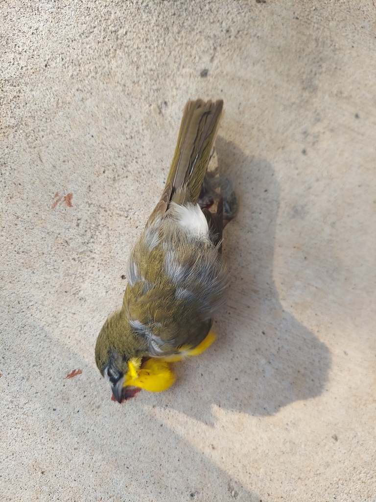 Yellow-breasted Chat in April 2022 by Colleen Johnson · iNaturalist