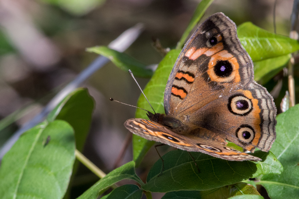 West Indian Mangrove Buckeye from Collier County, FL, USA on March 13 ...