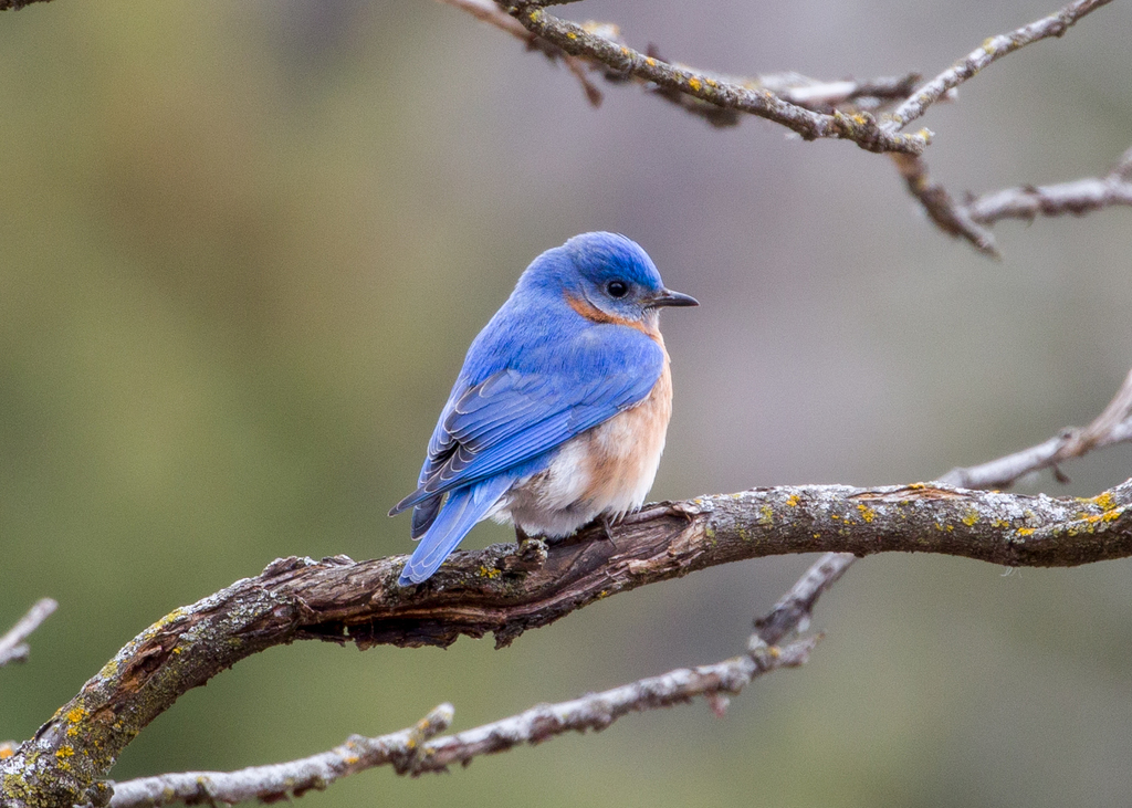 Eastern Bluebird from Chanhassen, MN, USA on April 17, 2022 at 02:12 PM ...