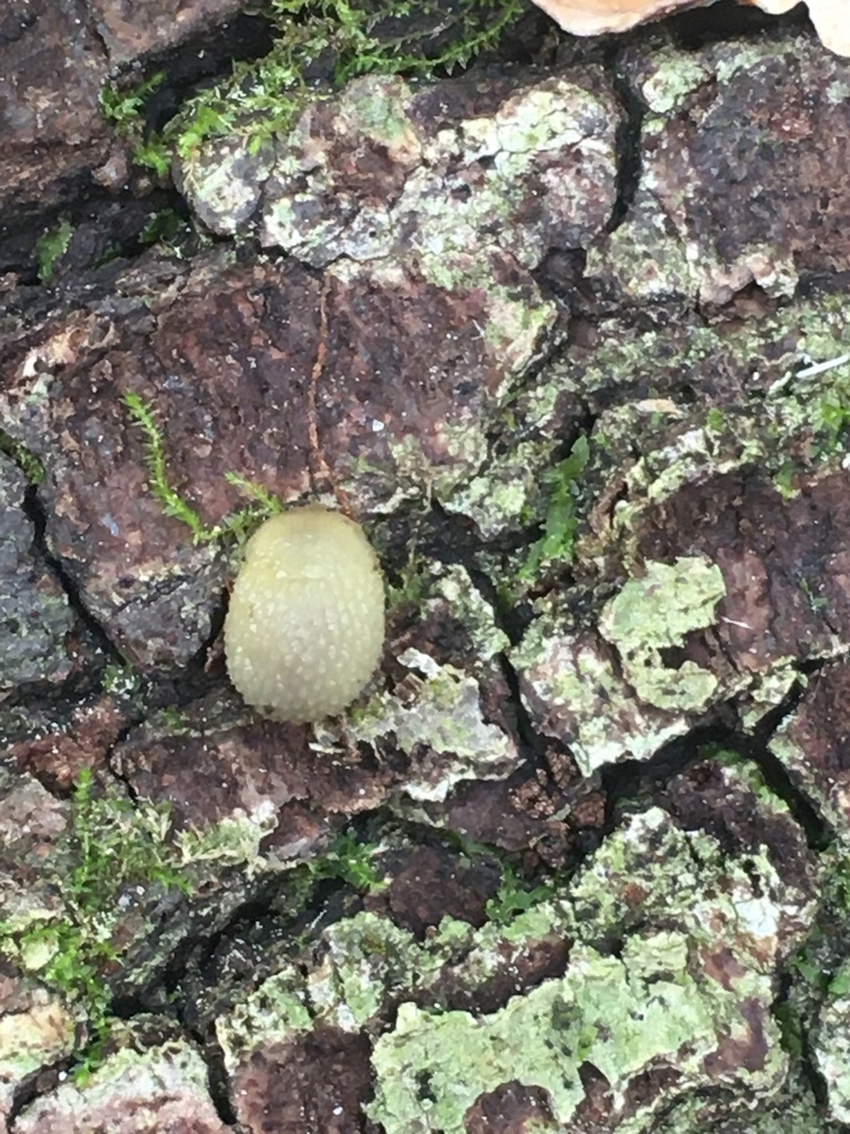 Hedgehog Slug from Daniel Johnson Nature Preserve, Atlanta, GA, US on ...