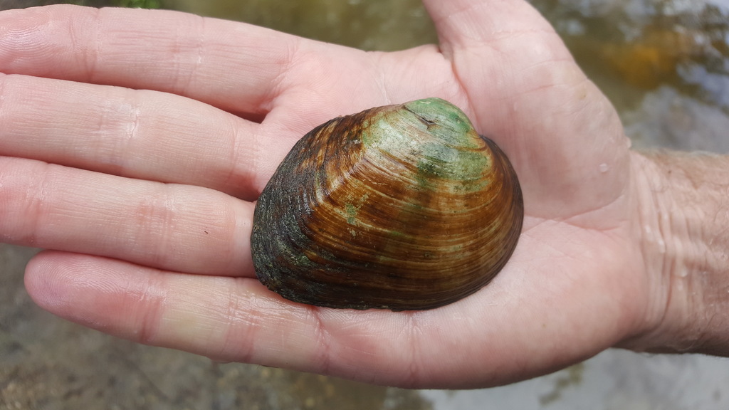 Wabash Pigtoe (Freshwater Mussels of the Milwaukee River Basin ...