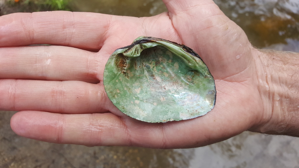 Wabash Pigtoe (Freshwater Mussels of the Milwaukee River Basin ...