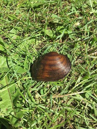 Wabash Pigtoe (Freshwater Mussels of the Milwaukee River Basin ...