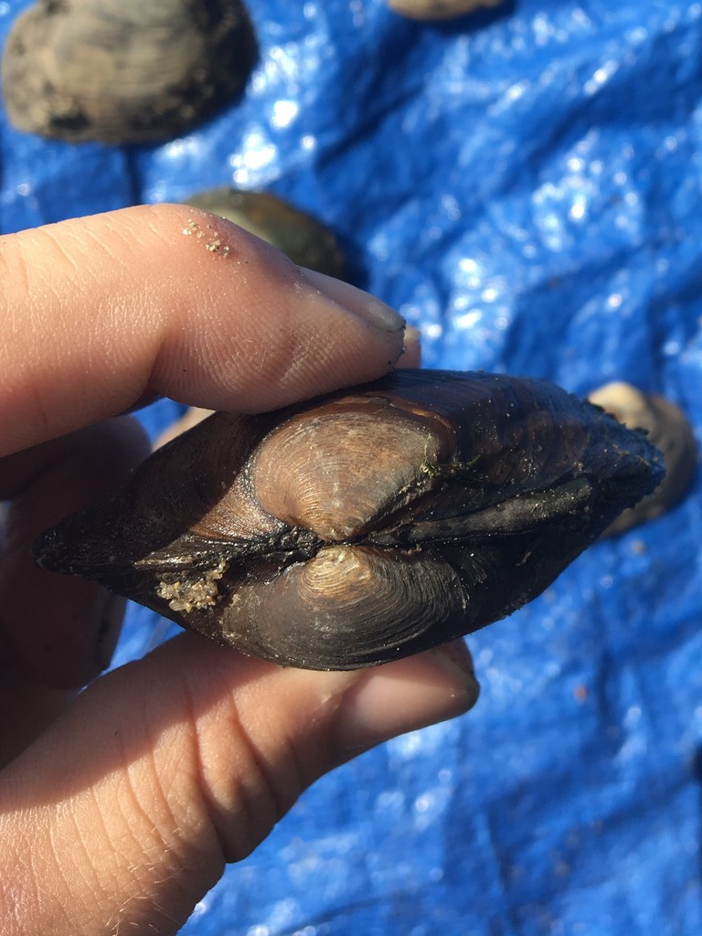 Wabash Pigtoe (Freshwater Mussels of the Milwaukee River Basin ...