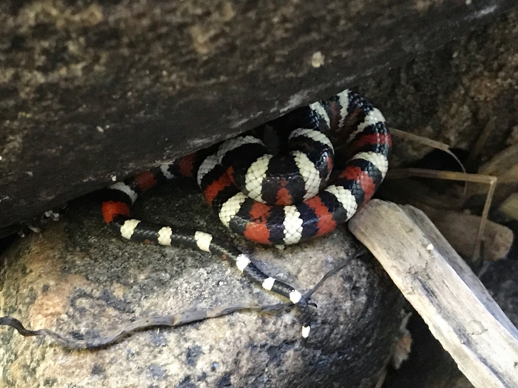 California Mountain Kingsnake in May 2018 by bkschnitz · iNaturalist