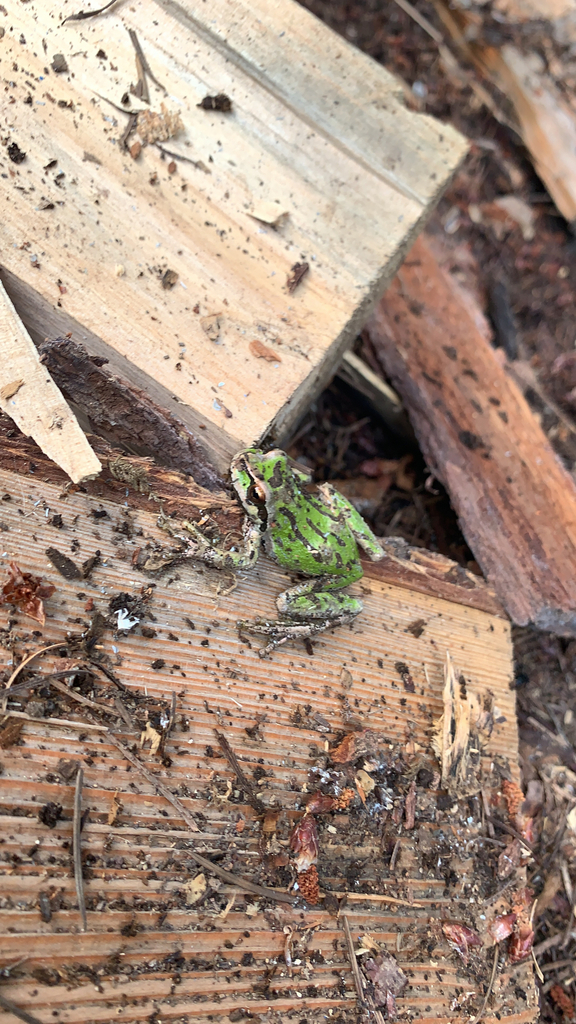 Northern Pacific Tree Frog from Strathcona J (Discovery Islands ...