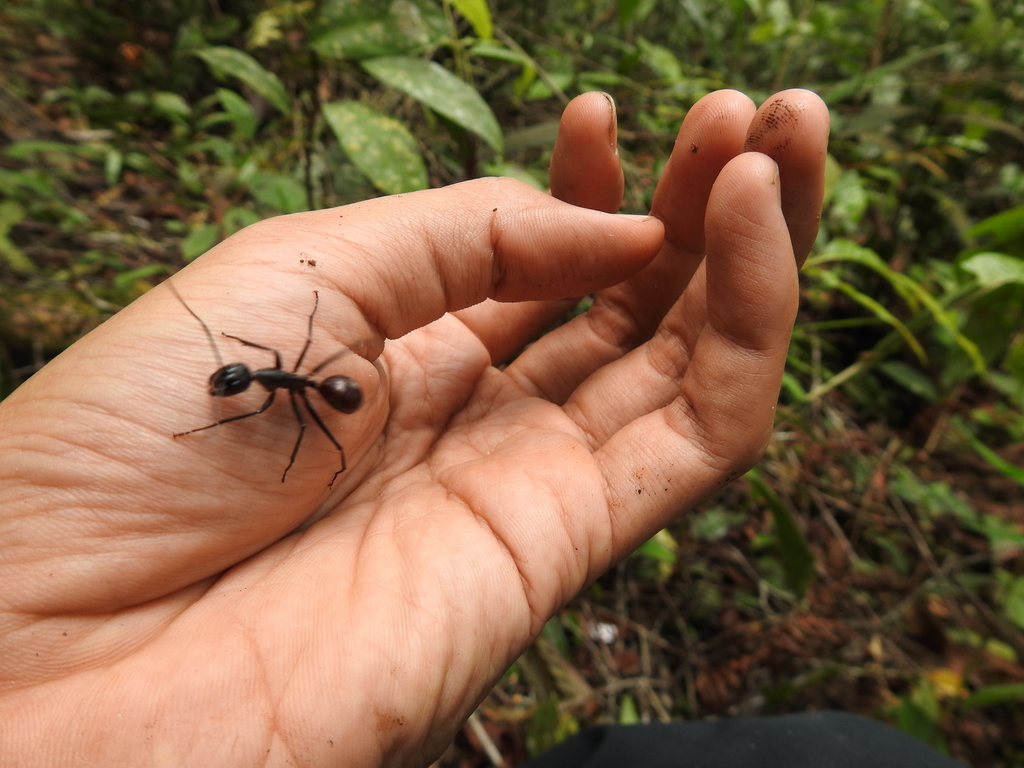 Giant Forest Ant from Tarutung, Kabupaten Tapanuli Utara, Sumatera ...