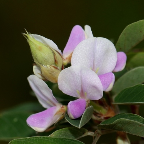 Grona jucunda · iNaturalist United Kingdom