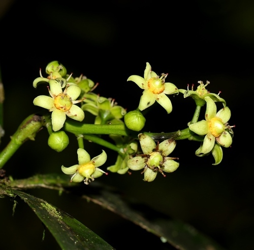 Semecarpus nigroviridis · iNaturalist United Kingdom