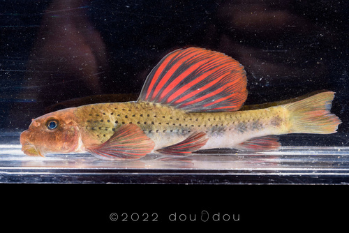 Microphysogobio tafangensis · iNaturalist