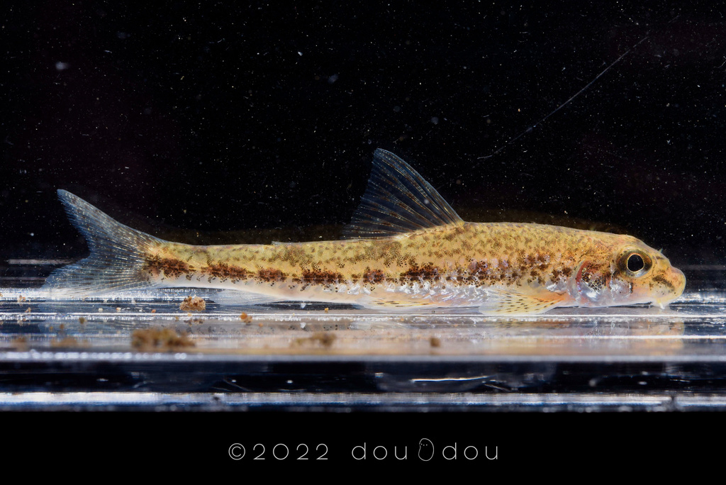 (Microphysogobio oujiangensis) - Marine Life Identification