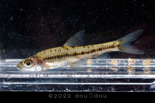 Squalidus wolterstorffi · NaturaLista Colombia