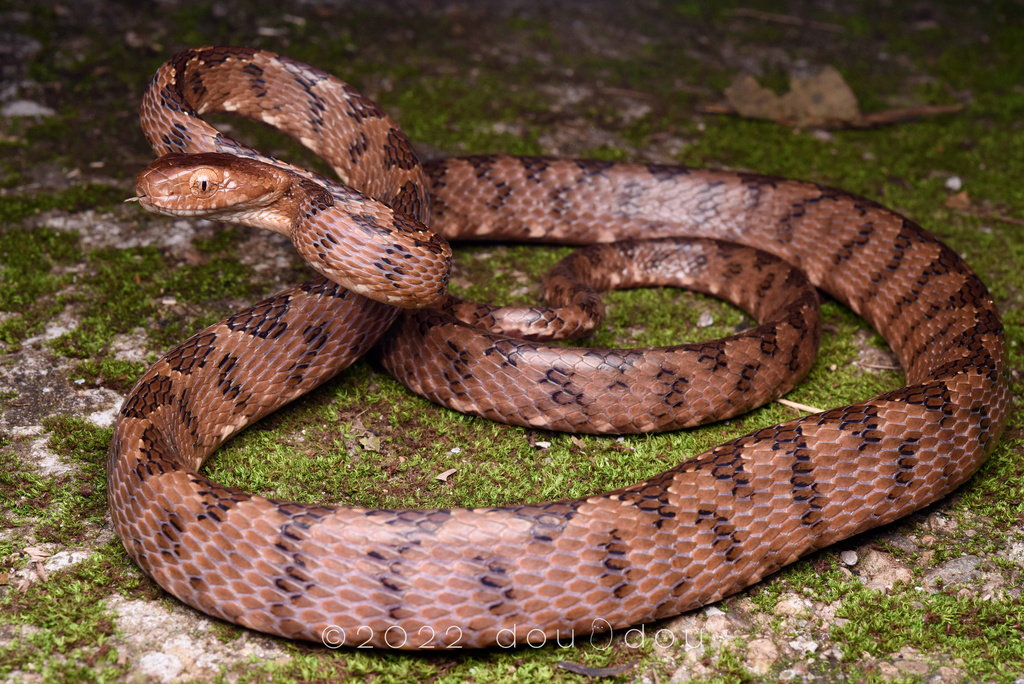 Kelung Cat Snake from 中国浙江省丽水市白云山 on August 30, 2021 at 03:30 PM by 豆豆 ...