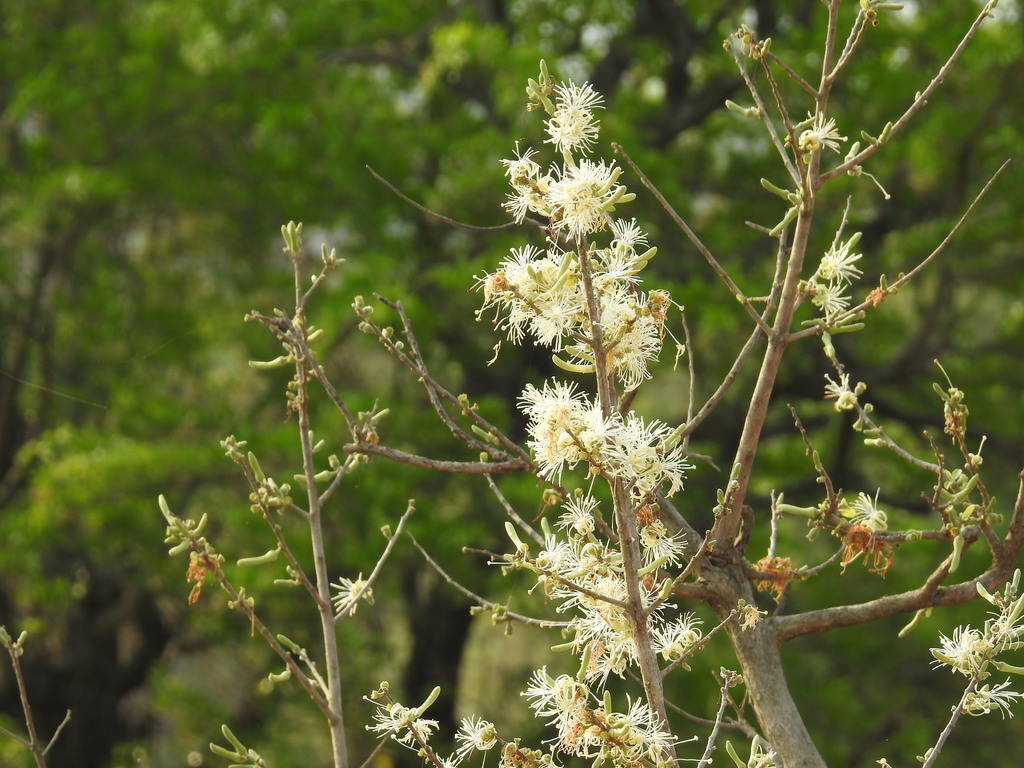 Prunus ceylanica in March 2022 by Swati Udayraj · iNaturalist
