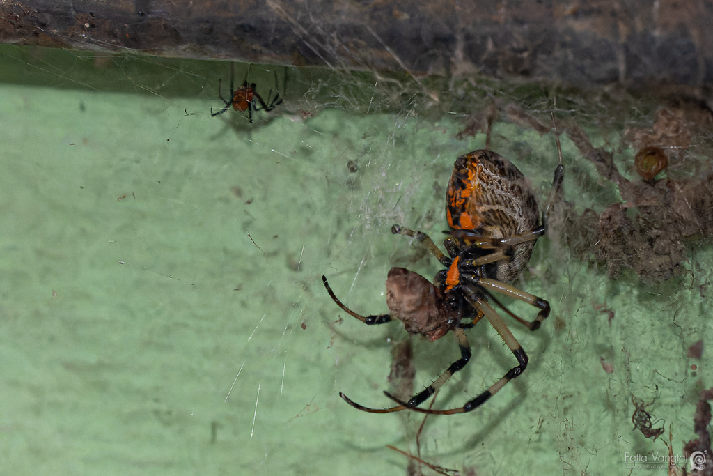 Asian Hermit Spider from Khao Yai National Park on February 19, 2022 at ...