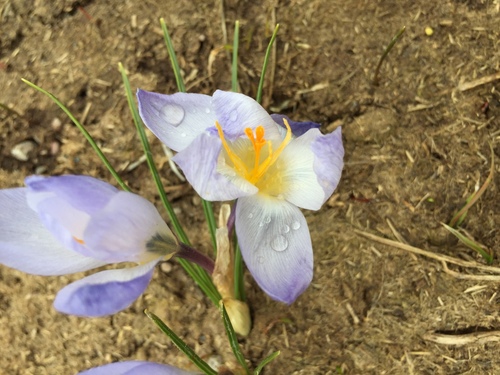 Subespecies Crocus biflorus pulchricolor · iNaturalist Mexico