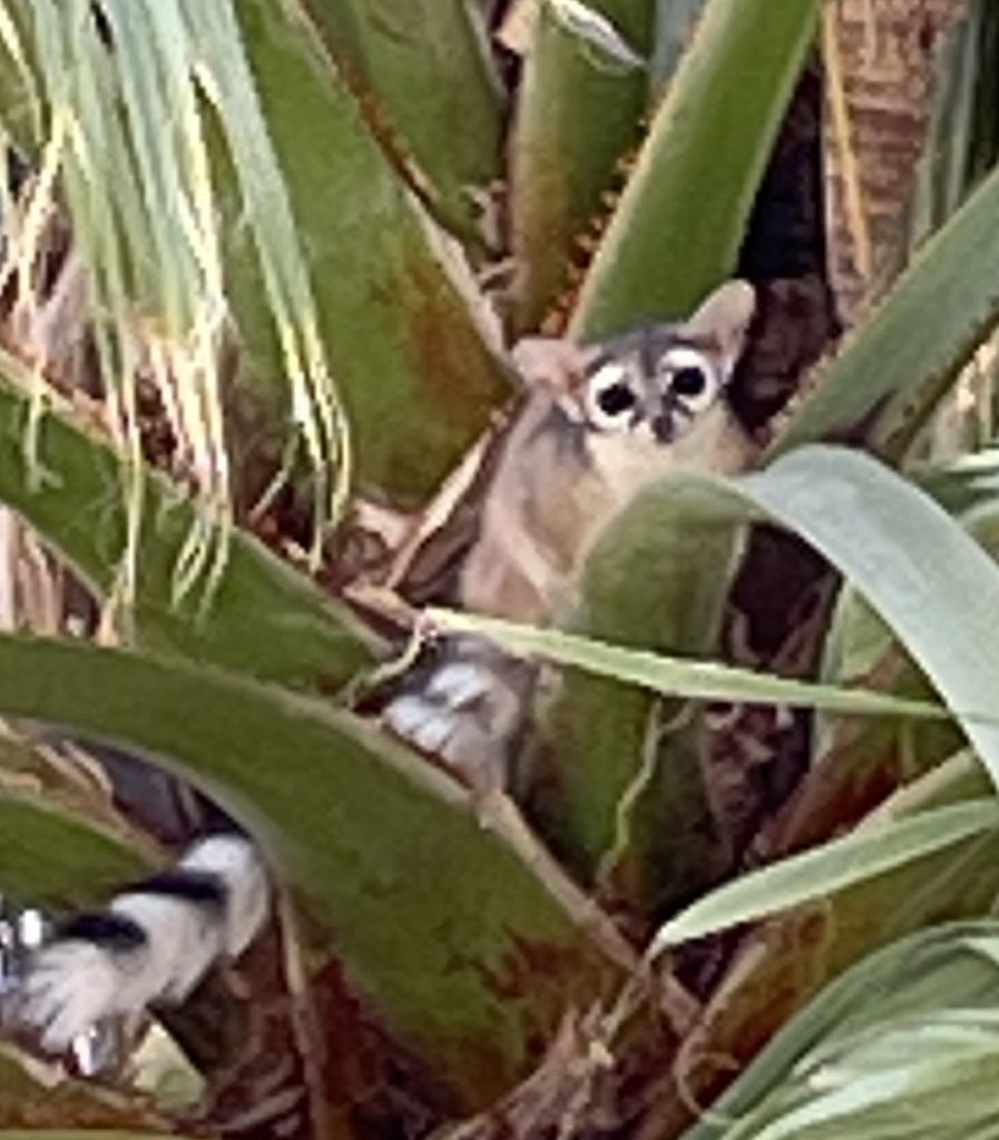 Ringtail from Santa Rosa and San Jacinto Mountains National Monument ...