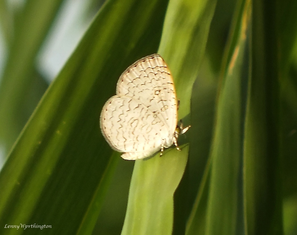 Apefly from Pattaya Chonburi Thailand on March 22, 2018 at 05:02 PM by ...